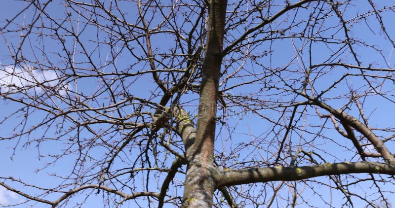 Apple Tree in Sunny Weather in Early Spring, Young Fruit Tree Stock ...