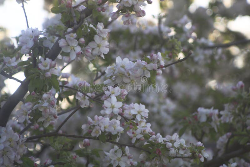 Apple tree on sunset stock image. Image of resolution - 115485541