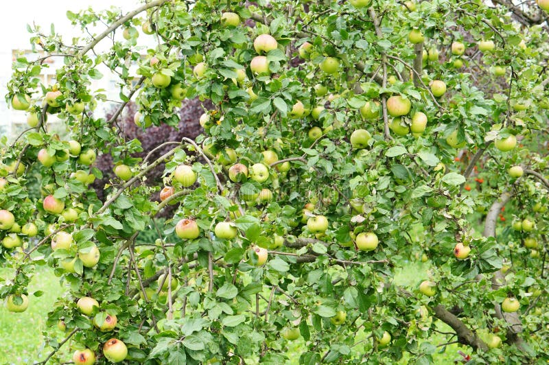 Apple Tree Surrounded by Greenery in a Field Under the Sunlight at ...