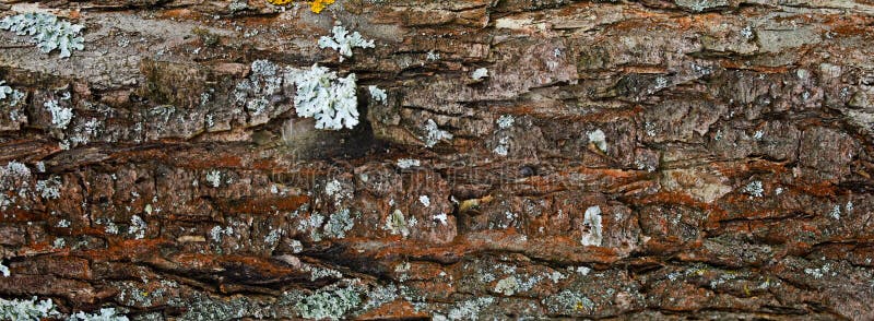 Apple Tree Texture with Moss Stock Photo - Image of texture, close ...