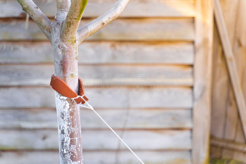 The Apple Tree is Tied Up with a Leather Patch. Aligning the Growth of ...