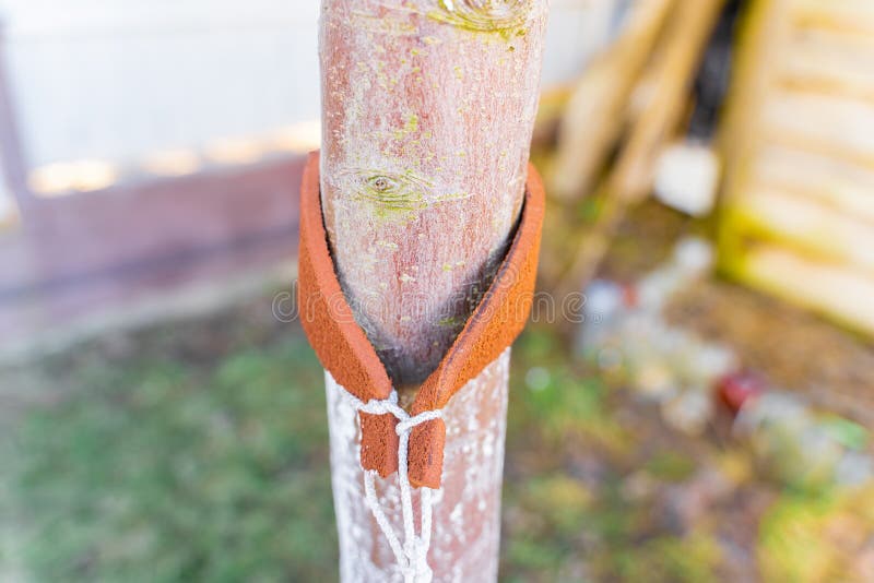 The Apple Tree is Tied Up with a Leather Patch. Aligning the Growth of ...
