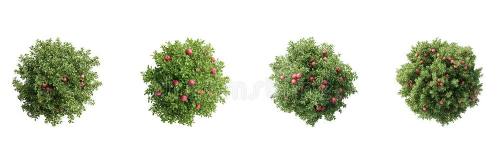 Apple Tree Top View Set. Botanical Growth and Harvest Visualization ...