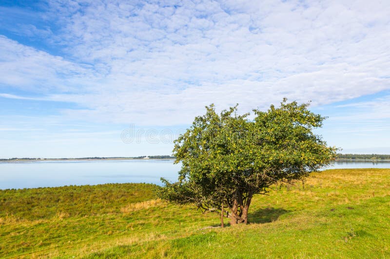 Apple tree stock image. Image of gardening, leaf, fruits - 25502731
