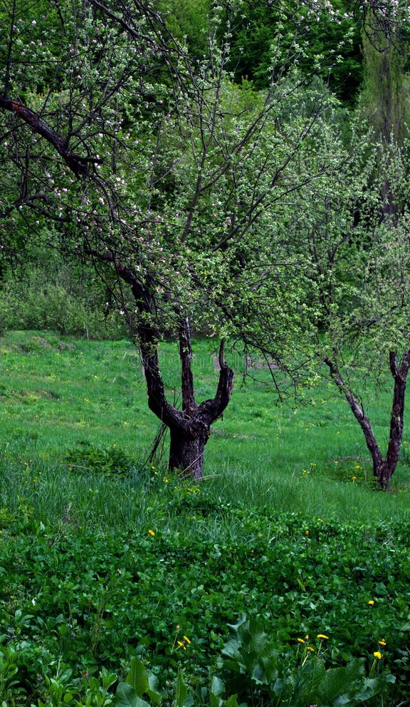 Apple tree trident stock photo. Image of gardening, bark - 70446082