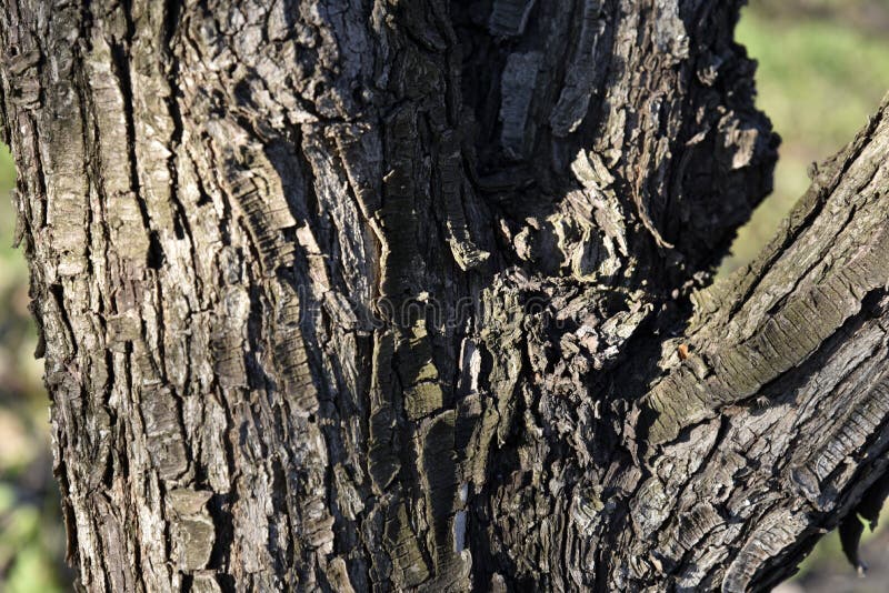 Apple Tree Trunk and Bark in the Garden in Spring Stock Photo - Image ...