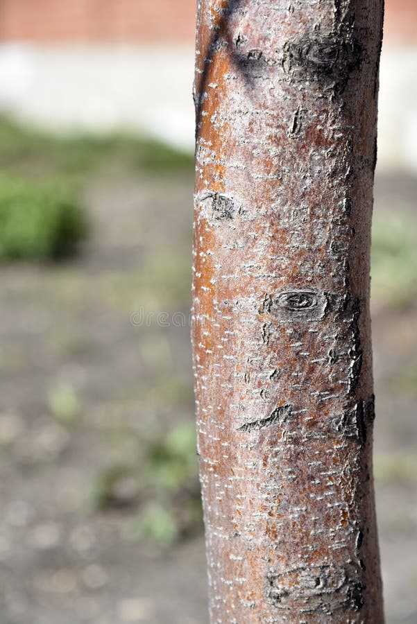 Apple Tree Trunk and Bark in the Garden in Spring Stock Photo - Image ...