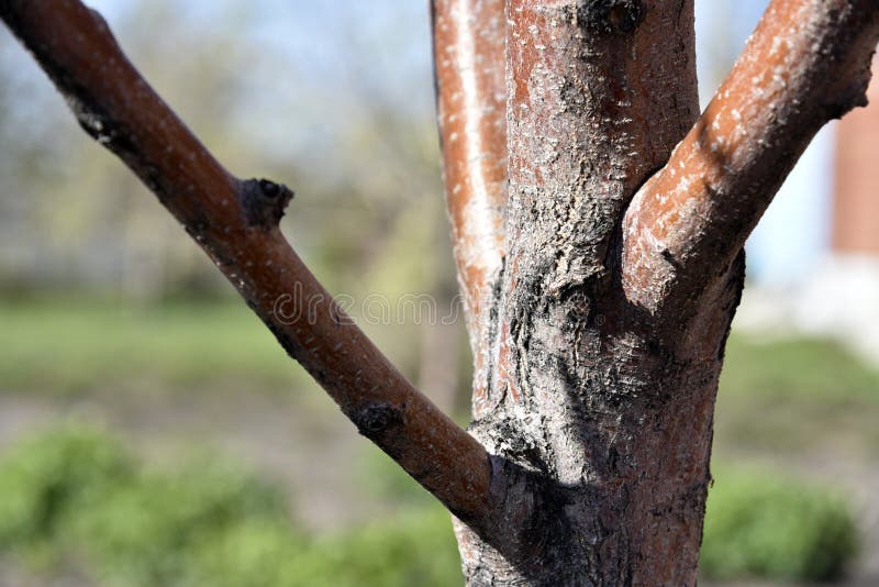 Apple Tree Trunk and Bark in the Garden in Spring Stock Image - Image ...