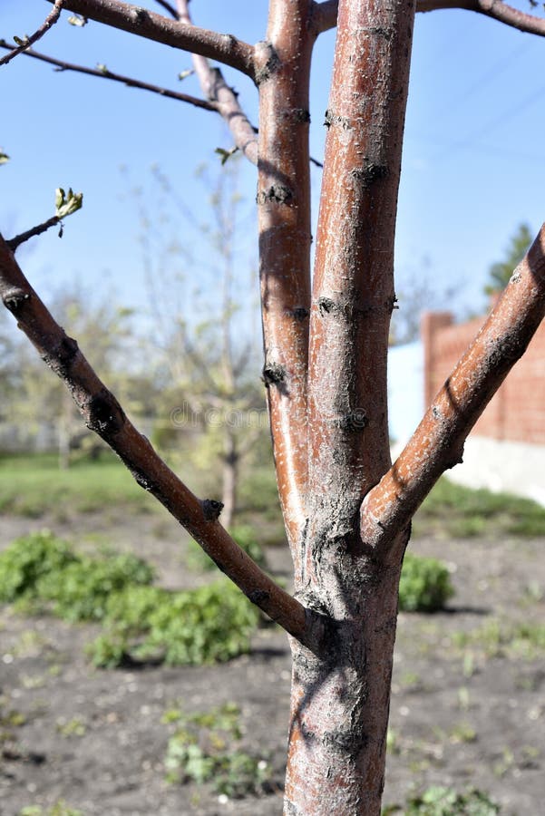 Apple Tree Trunk and Bark in the Garden in Spring Stock Image - Image ...