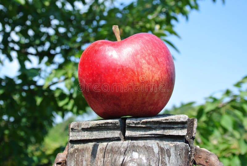 Apple on a tree trunk stock photo. Image of food, august - 44319410