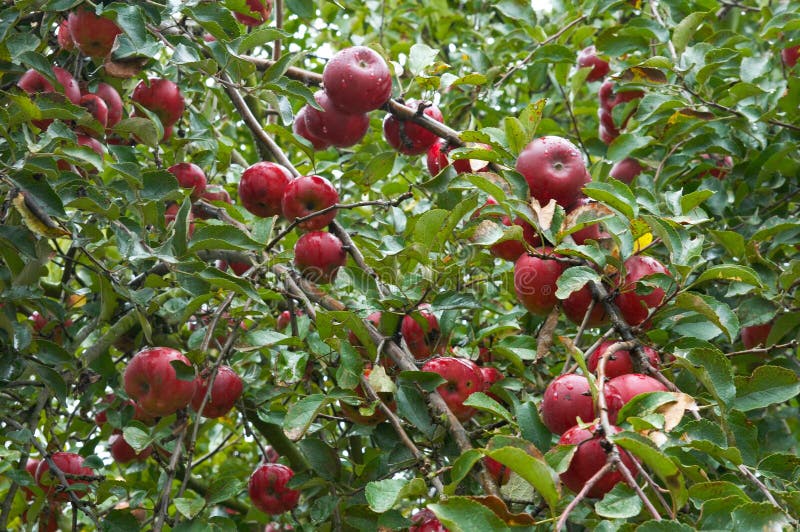Apple-tree twig stock image. Image of agriculture, twig - 5421285