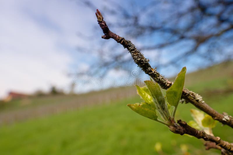 Apple Tree Twig with Budding Leaves and Flower Stock Image - Image of ...