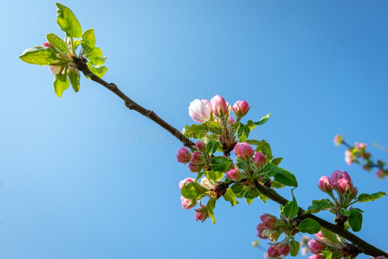 Apple Tree Twig with Flowers and Blue Sky Stock Image - Image of ...