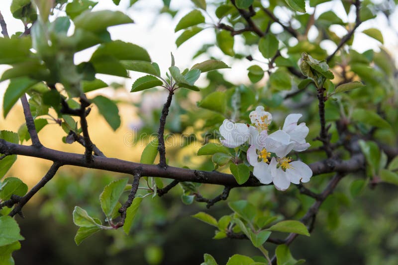 Apple Tree Twig with Flowers and Leaves on Garden Bokeh Stock Image ...