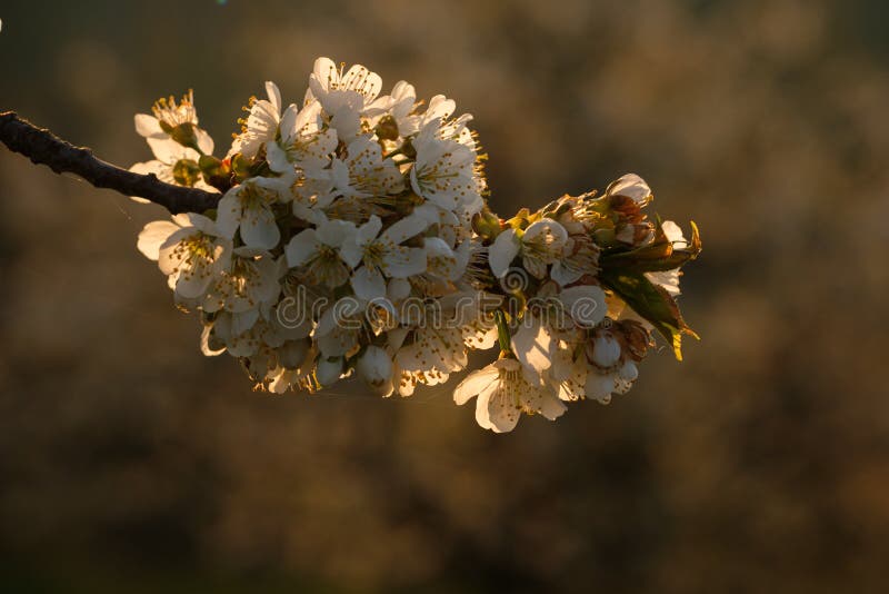Apple Tree Twig with White Blossoms Stock Image - Image of growing ...