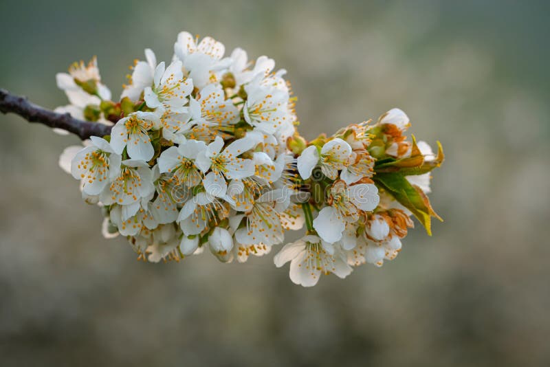 Apple Tree Twig with White Flowers Stock Image - Image of gardens ...