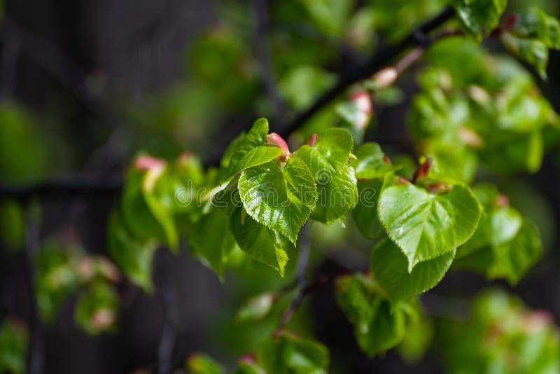Apple Tree Twig with Young Leaves and Buds Stock Photo - Image of ...