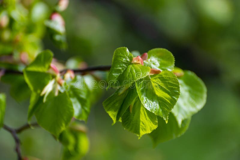 Apple Tree Twig with Young Leaves and Buds Stock Photo - Image of ...