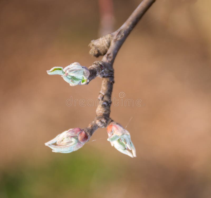 Apple Tree Twigs with First Buds Stock Image - Image of blossom, garden ...