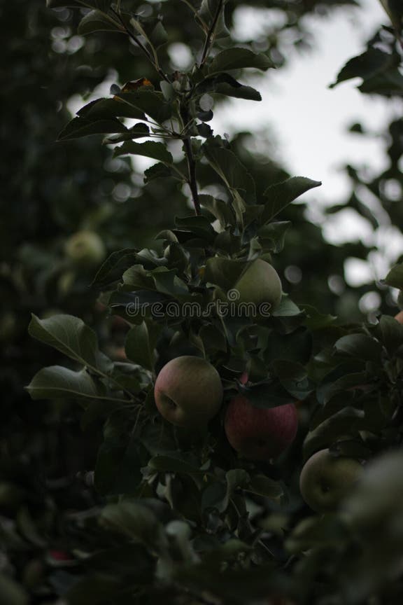 Apple tree in twilight stock image. Image of leaf, produce - 226735933