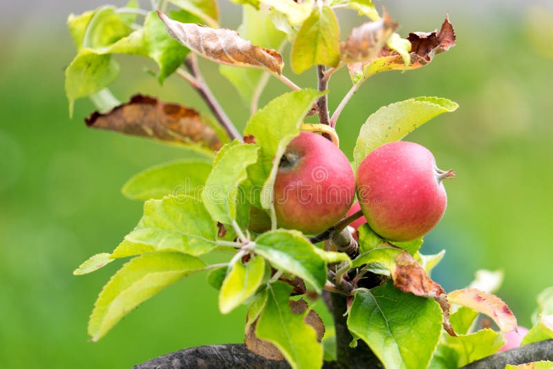 Apple Tree stock image. Image of fruit, fresh, naturally - 120314639
