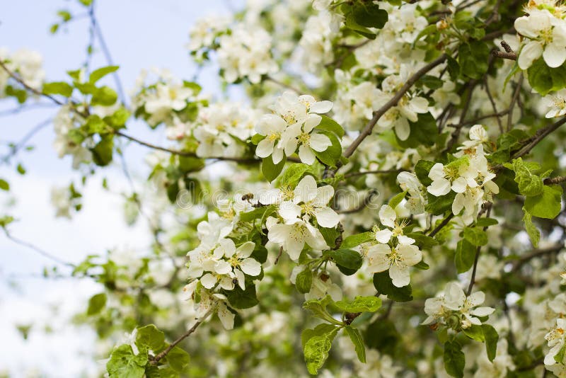 Apple Tree. Ukrainian Tree. Flowering Tree. the Apple Tree is Blooming ...