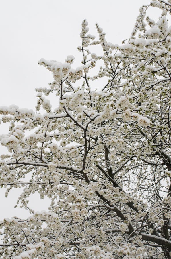 Flowering Apple Tree and Snow Stock Photo - Image of snow, apple: 102570628