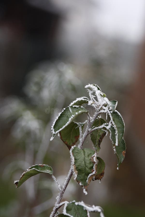 Apple tree under frost stock photo. Image of cold, snow - 22556772