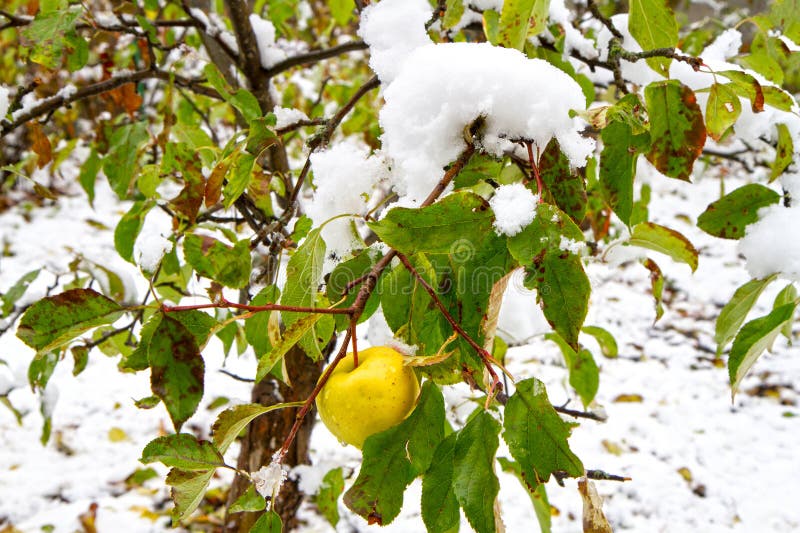 An Apple Tree Under the Snow. the First Snow in the Autumn Garden Stock ...