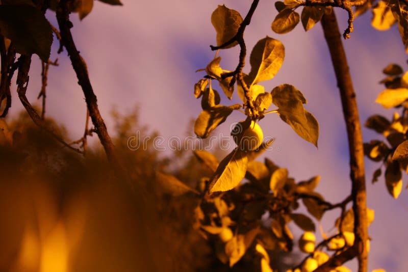 Bright night and Apple stock image. Image of dyes, colors - 158180049