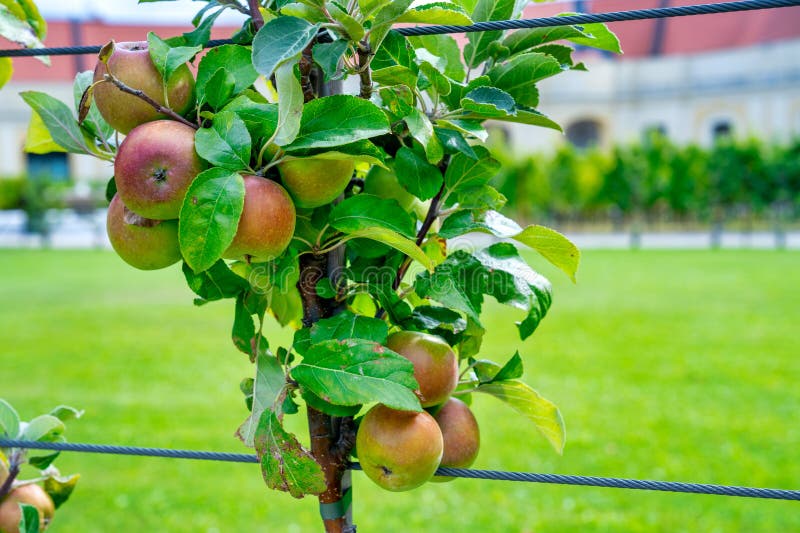 An Apple Tree in Vienna Schonbrunn Park Editorial Stock Image - Image ...