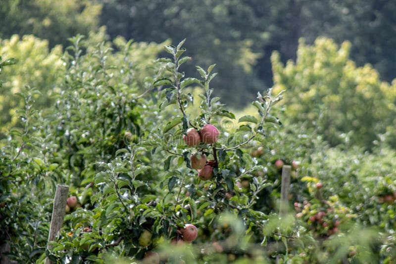 Apple Tree, View on Trunk, Apple Plantation Stock Photo - Image of ...