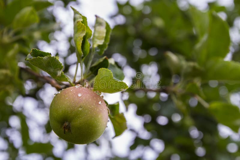 Apple on tree stock image. Image of leaves, orchard - 141540575