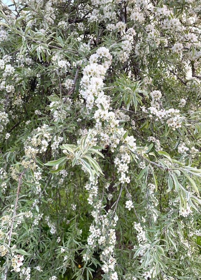 Apple Tree with White Blossoms. Blooming Apple Tree in the Spring ...