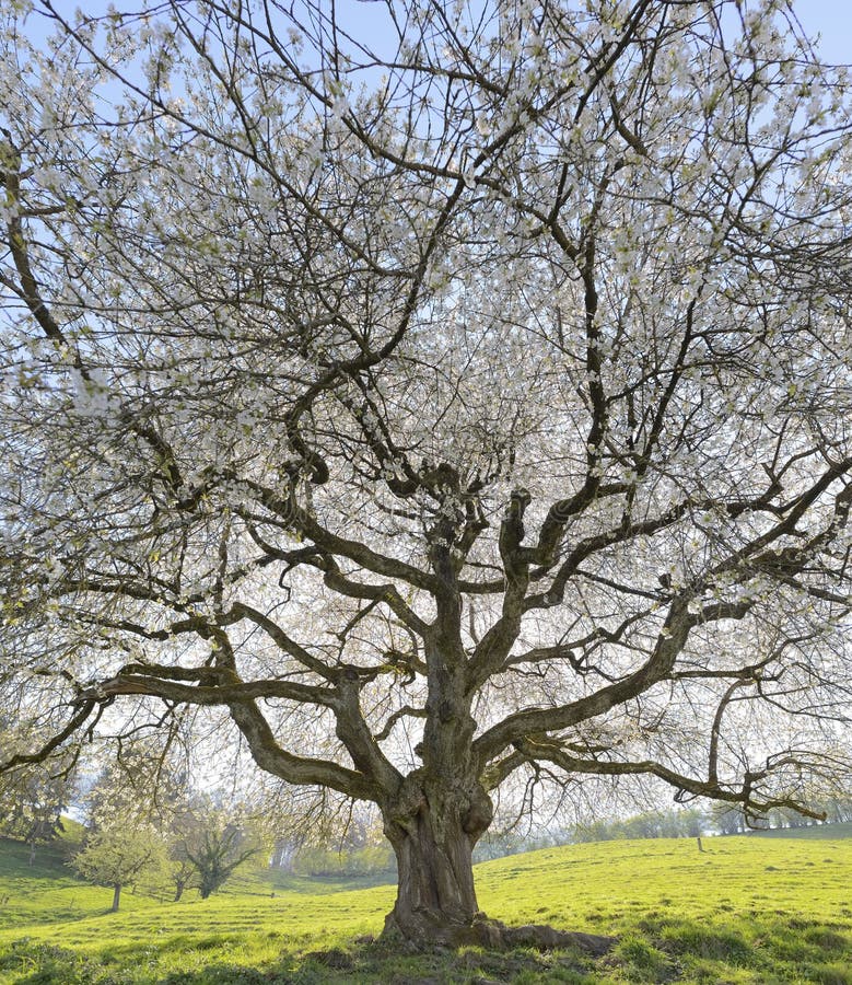 Apple Tree with White Flowers in Spring. Stock Image - Image of ...