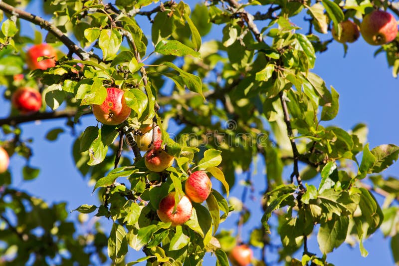 Apple tree stock image. Image of nature, harvest, fall - 65901887