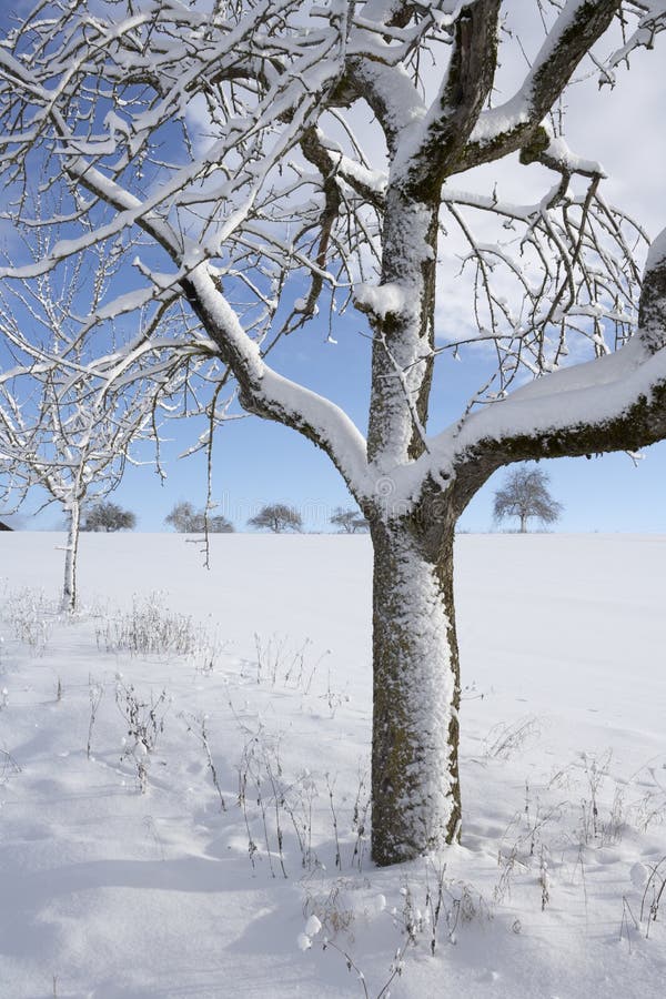 Apple tree in winter stock image. Image of outside, blue - 16247517