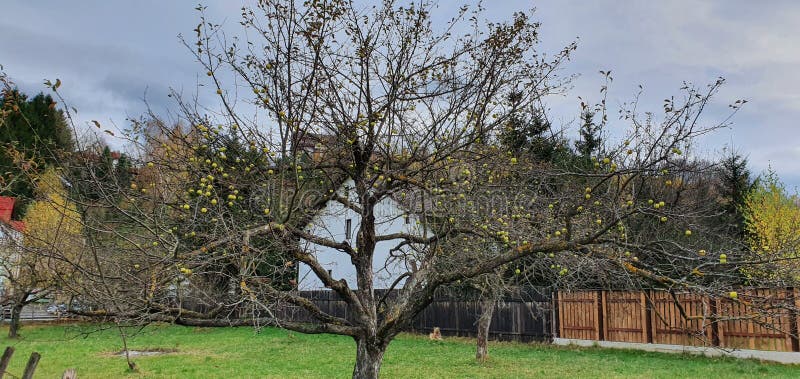 Apple tree in winter stock image. Image of sunny, field - 23374837