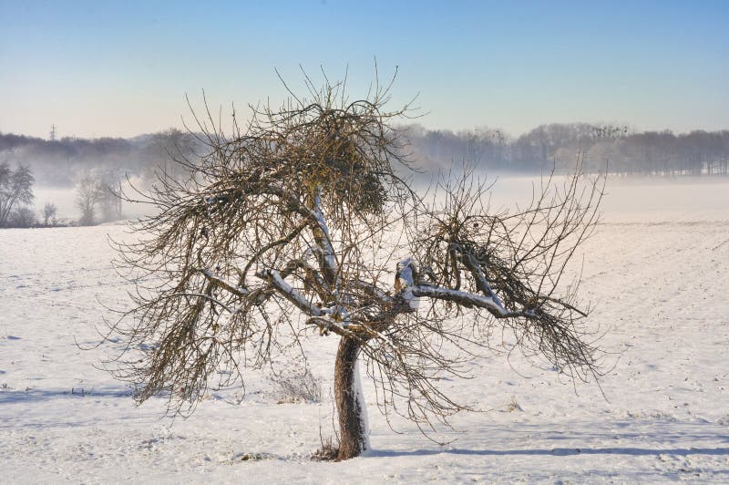Apple tree in winter stock image. Image of winter, tough - 27564017