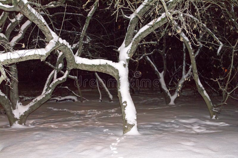 Apple Tree in Winter Night Under the Snow Stock Photo - Image of canada ...