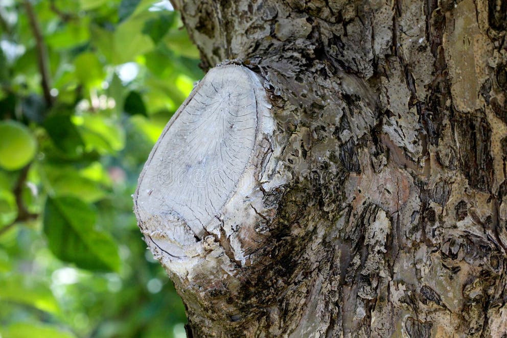 Apple Tree Wound after Pruning Stock Photo - Image of sucker, equipment ...