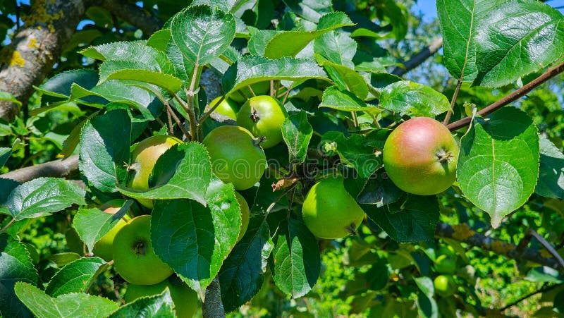 Apple Tree with Young Apples Stock Image - Image of somme, beautiful ...