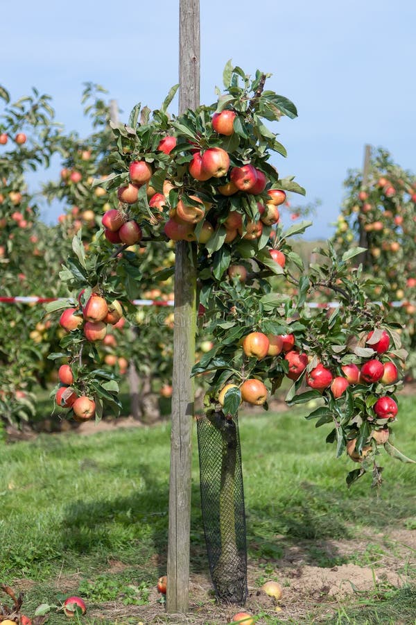 Apple tree stock photo. Image of garden, outdoors, fall - 57951622