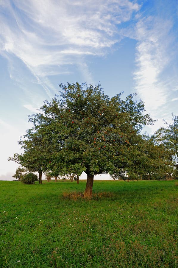 Apple trees stock photo. Image of countryside, farm, health - 17701004