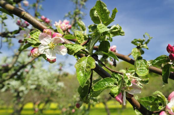 Apple trees stock photo. Image of lawn, blue, apple, tree - 25244384