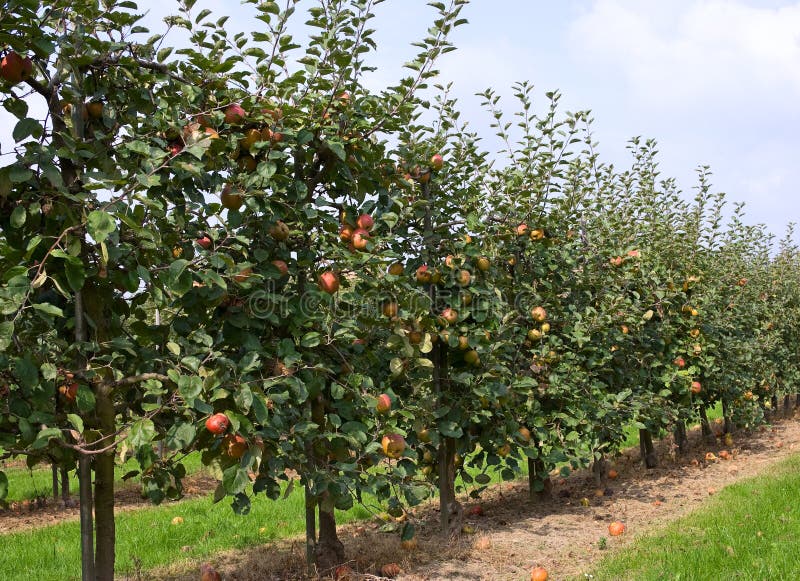 Apple trees stock image. Image of group, nature, green - 7016725