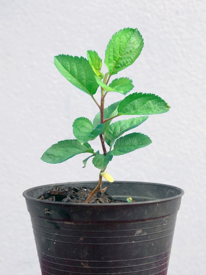 Apple Trees Aged 2 Months from Seed Germination Stock Image - Image of ...