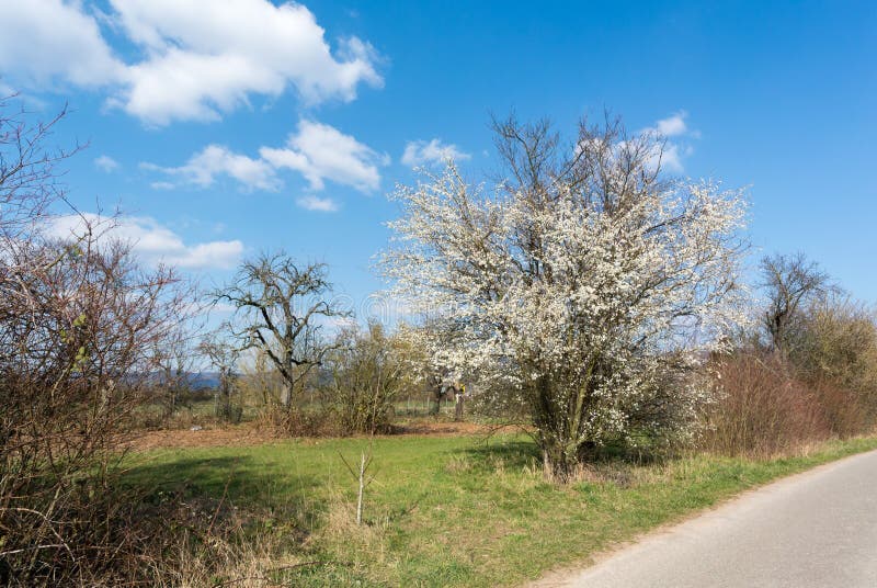 Apple Trees Along Rural Road Stock Photo - Image of blue, puffy: 91547294