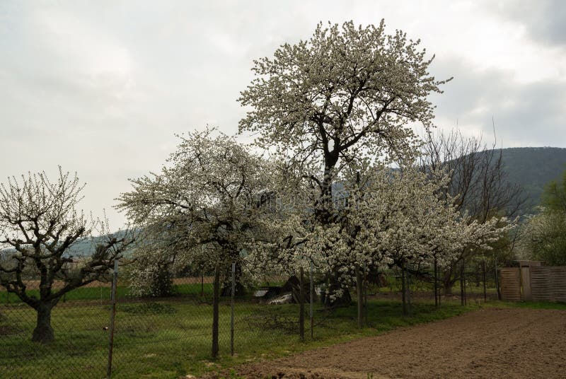 Apple Trees Along Rural Road Stock Image - Image of apple, path: 91547415