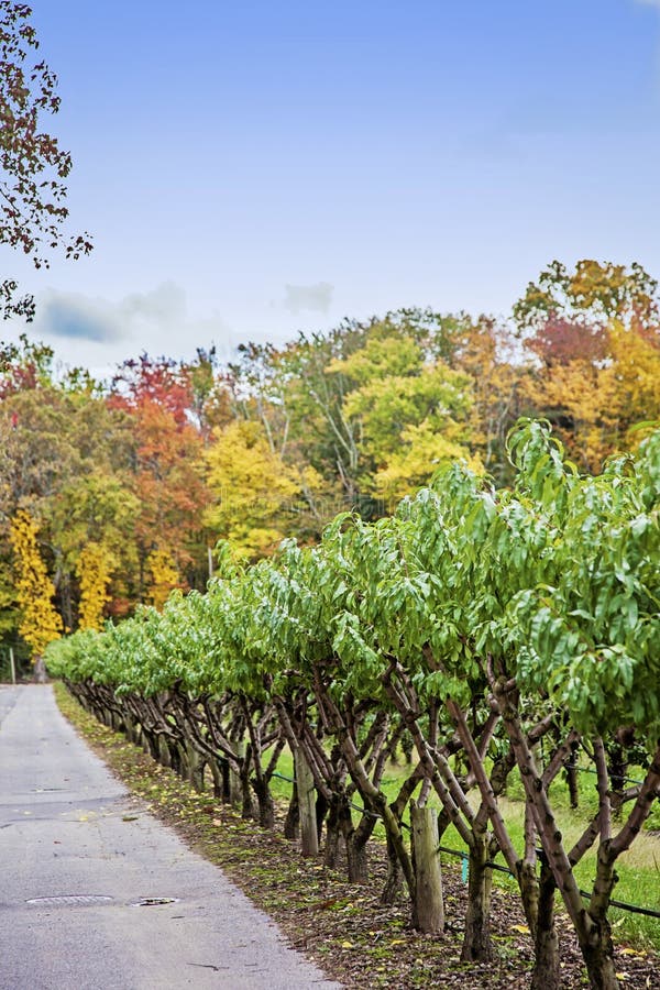 Apple Trees White Fence Grass Stock Photo - Image of beautiful, field ...